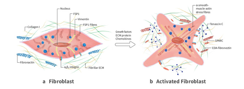 Fibroblasts Cells